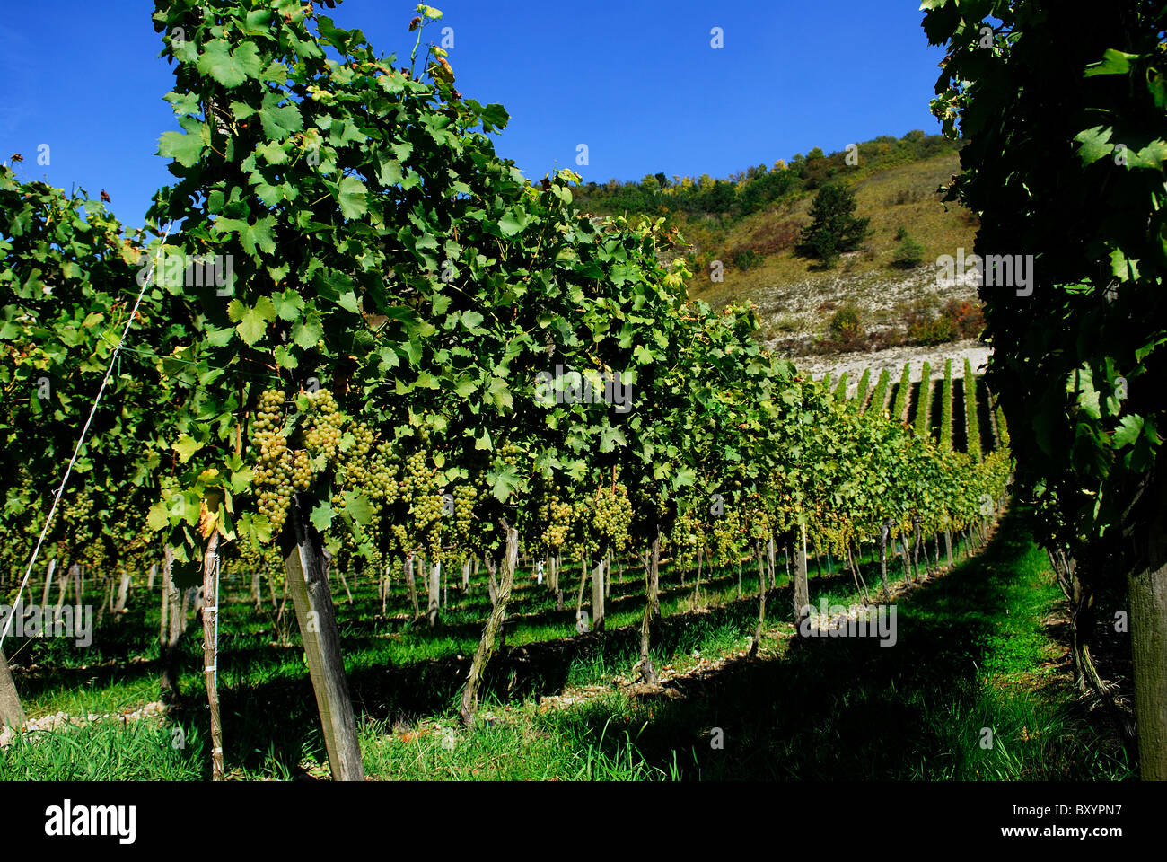 Wine vineyard vine plant summer Cut Out Stock Images & Pictures - Alamy
