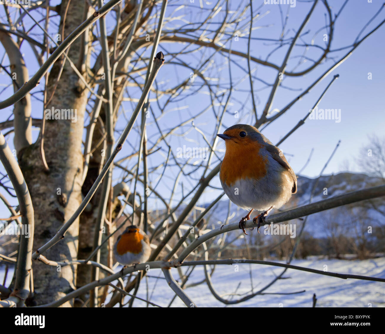 Robins snow winter hi-res stock photography and images - Alamy