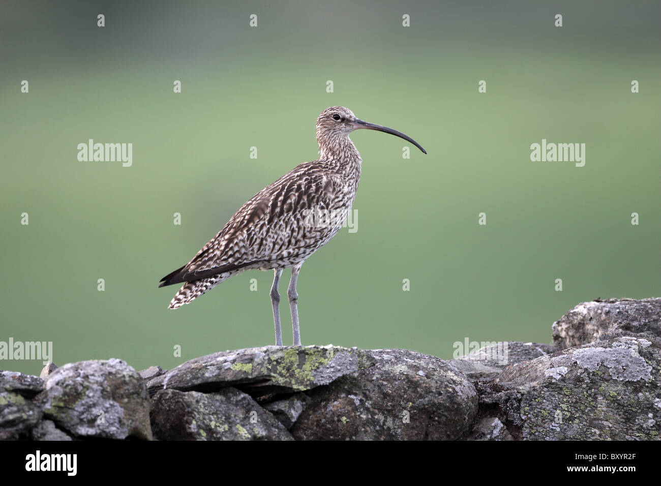 Curlew uk nest hi-res stock photography and images - Alamy