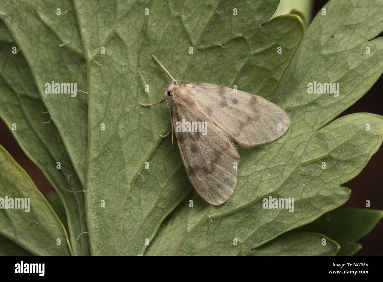 Muslin Footman, Nudaria, mundana, North Perthshire Stock Photo - Alamy