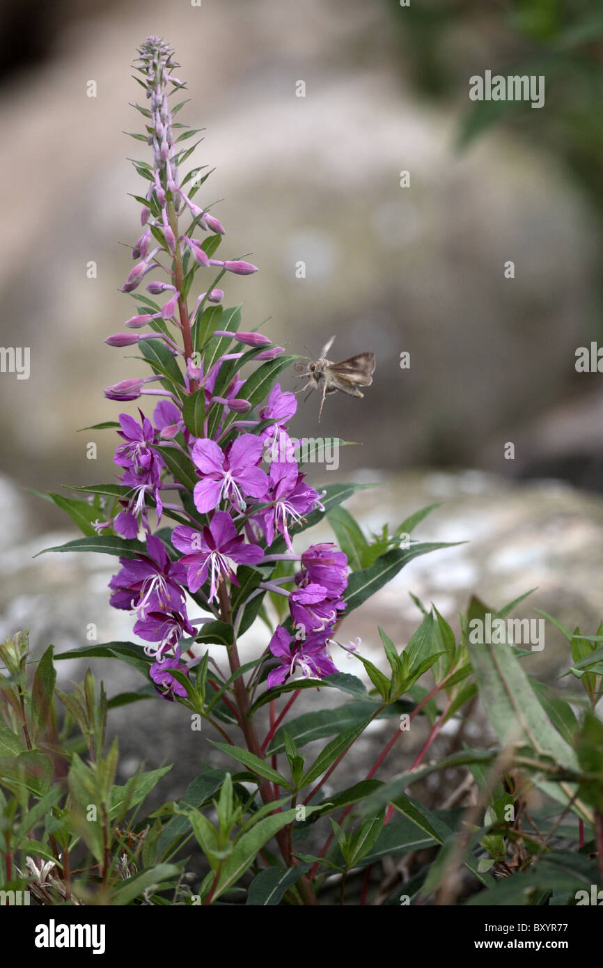 Silver moth scotland hi-res stock photography and images - Alamy