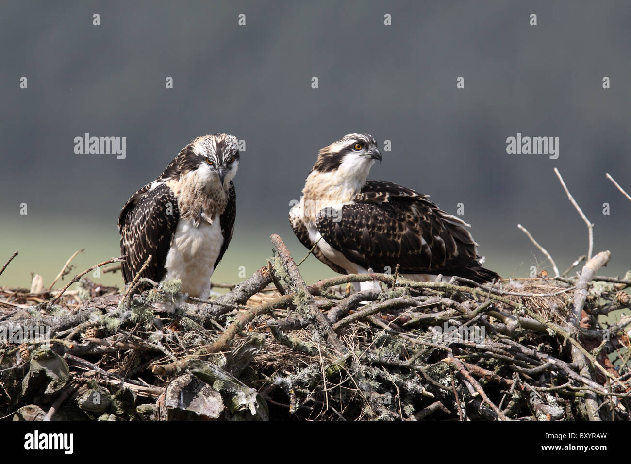 Juvenile osprey hi-res stock photography and images - Alamy