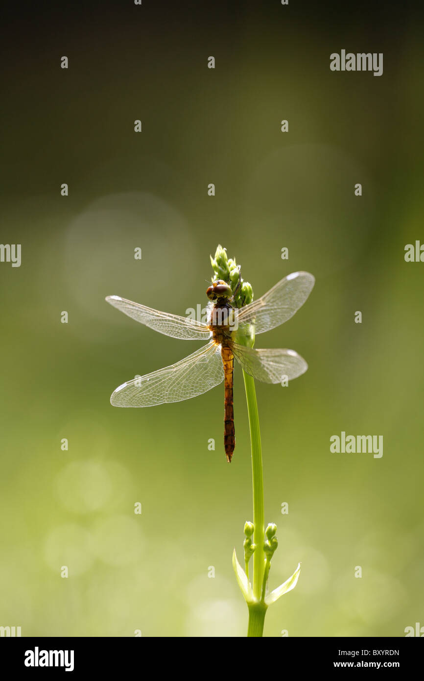 Black Darter, Sympetrum danae, newly emerged by Fife pond Stock Photo ...
