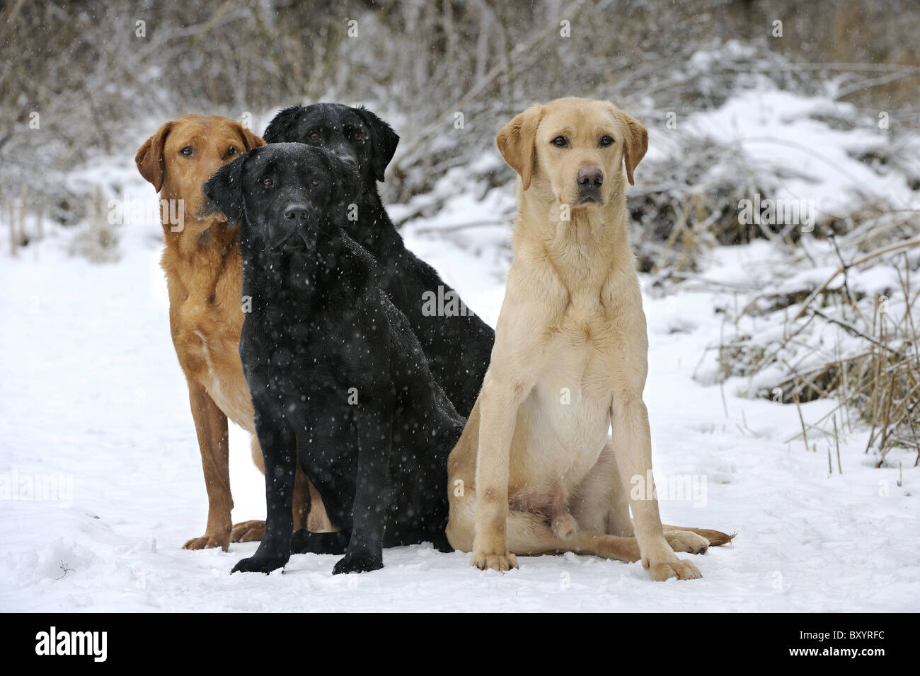 Red fox labrador hi-res stock photography and images - Alamy