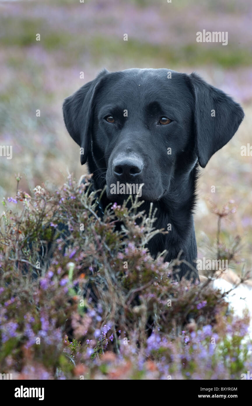 Black Labrador Retriever in heather on a shoot day Stock Photo - Alamy