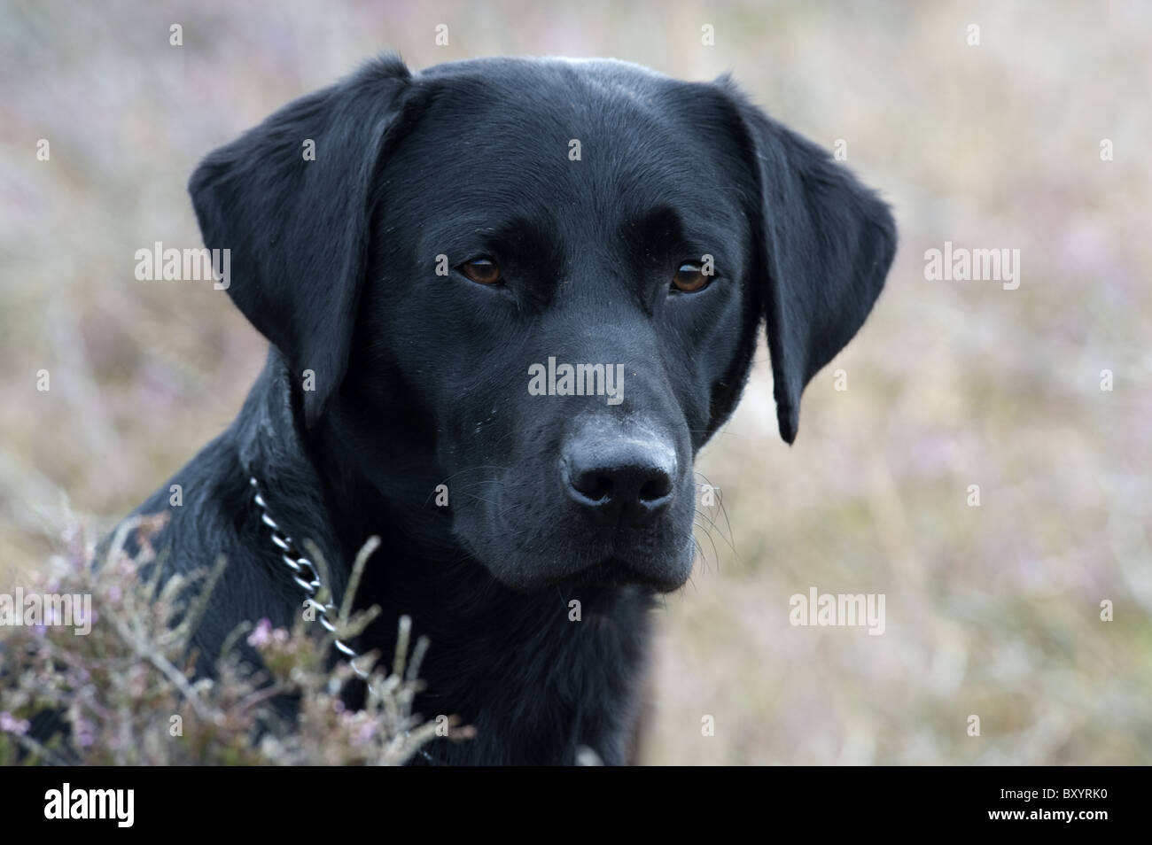 Black Labrador Retriever in heather on a shoot day Stock Photo - Alamy