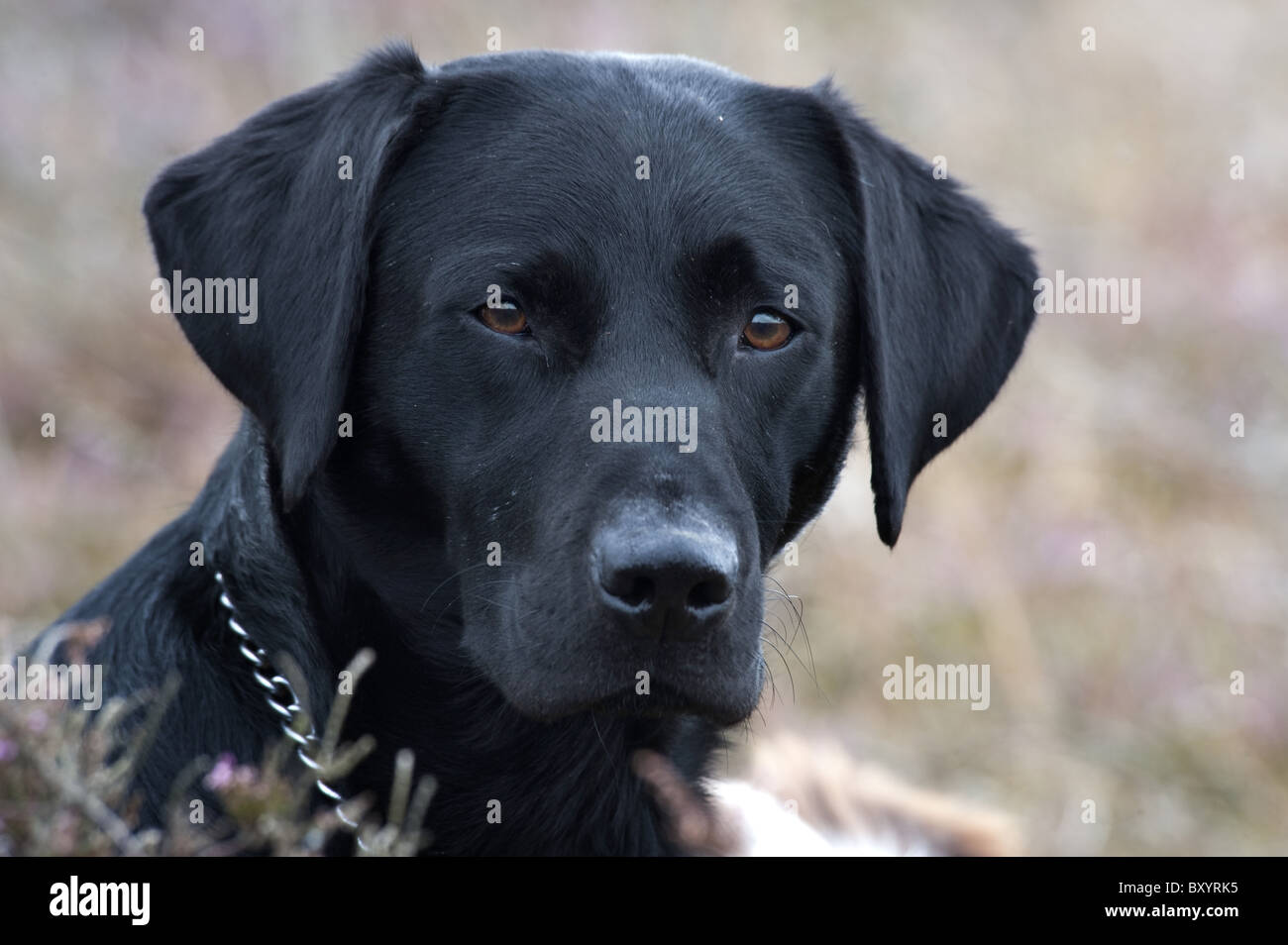 Black Labrador Retriever in heather on a shoot day Stock Photo - Alamy