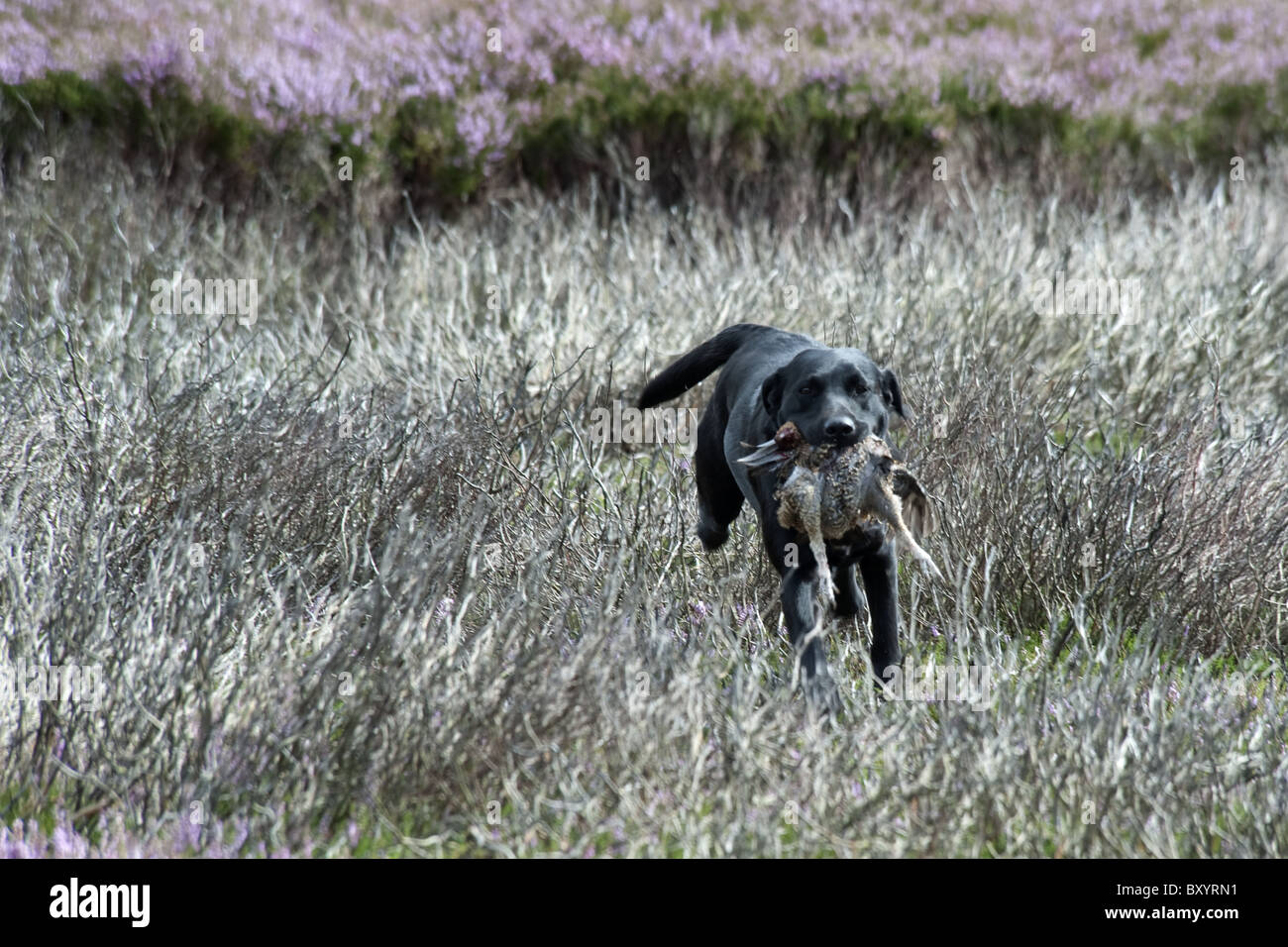 Labrador Retriever and Springer Spaniel at a shoot day Stock Photo - Alamy