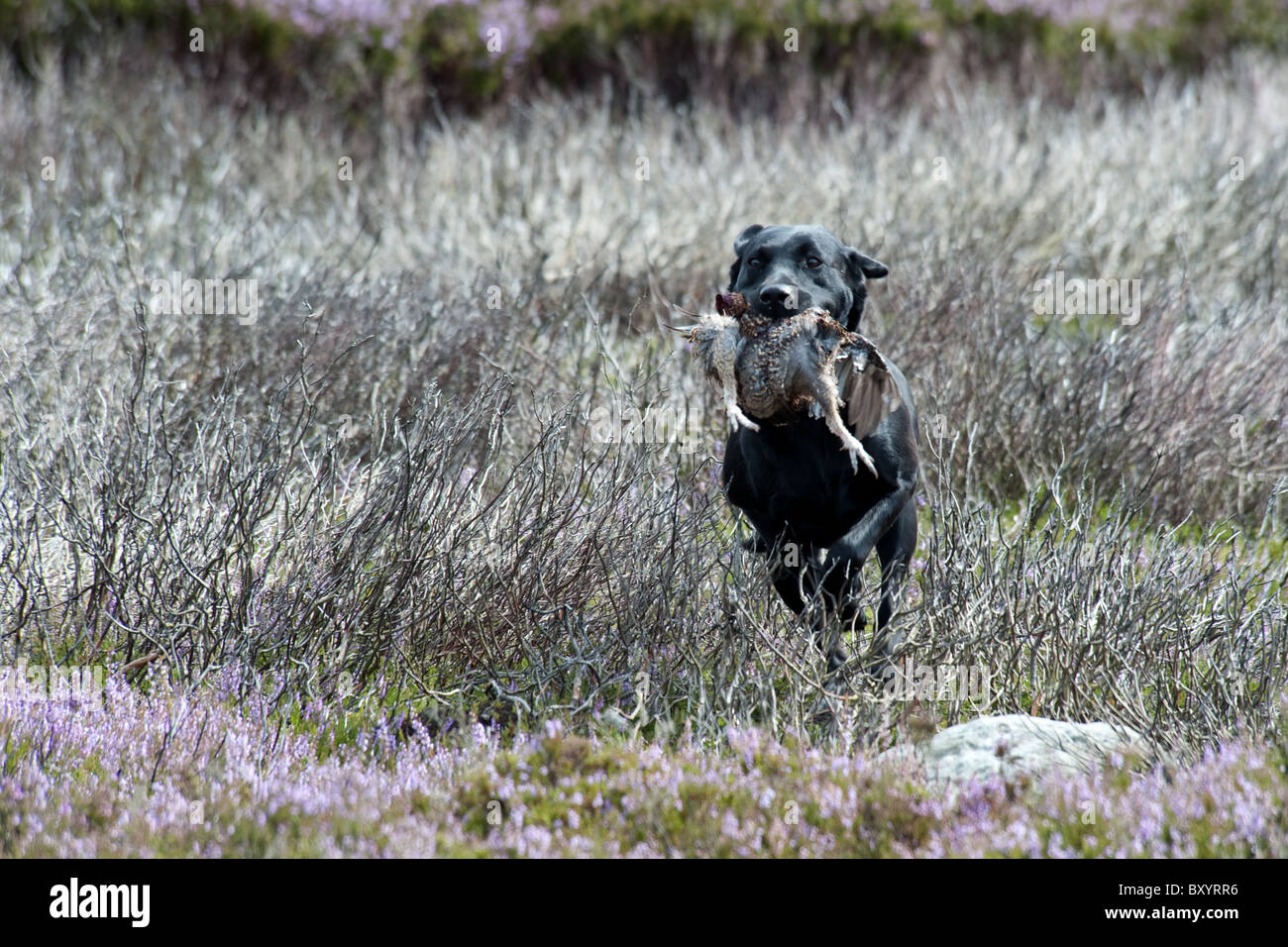 Labrador Retriever on a shoot day Stock Photo - Alamy