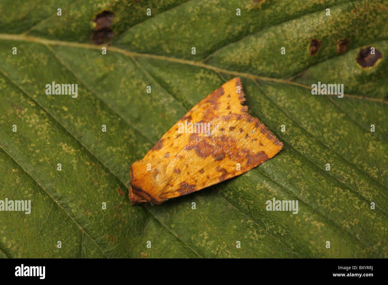 Pink-barred Sallow, Xanthia togata, North Perthshire Stock Photo - Alamy