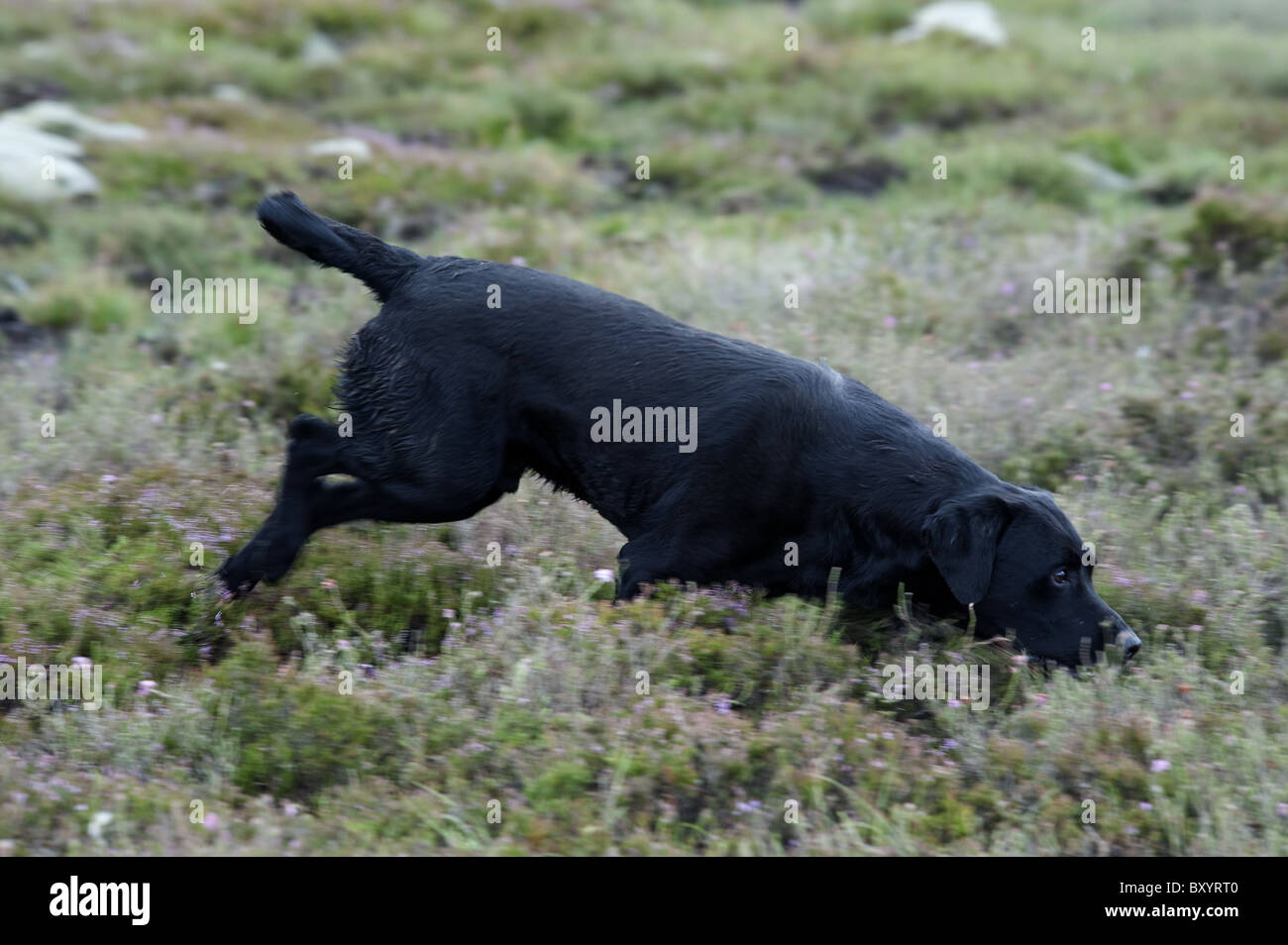 Labrador Retriever on a shoot day Stock Photo - Alamy