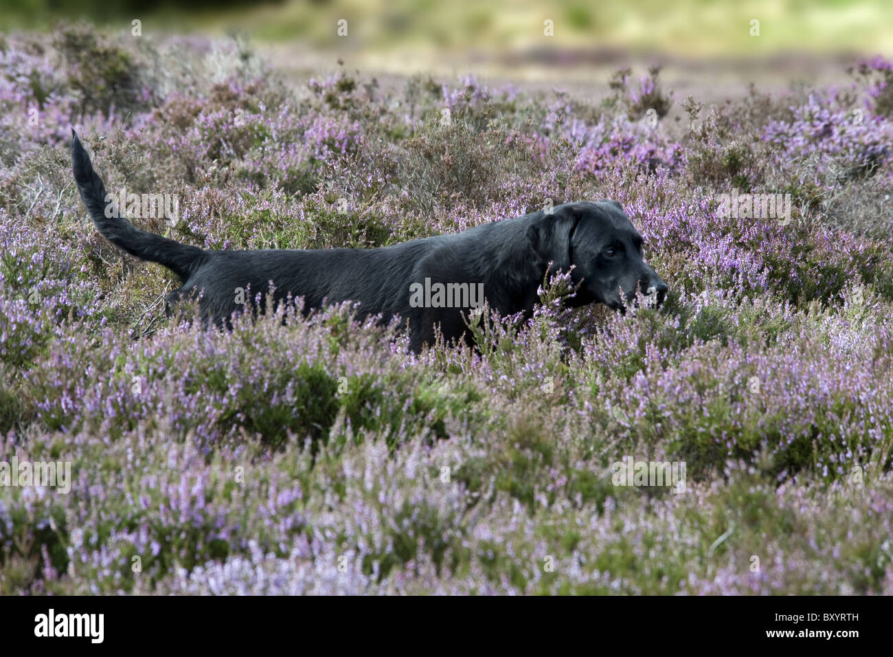 Labrador Retriever on a shoot day Stock Photo - Alamy