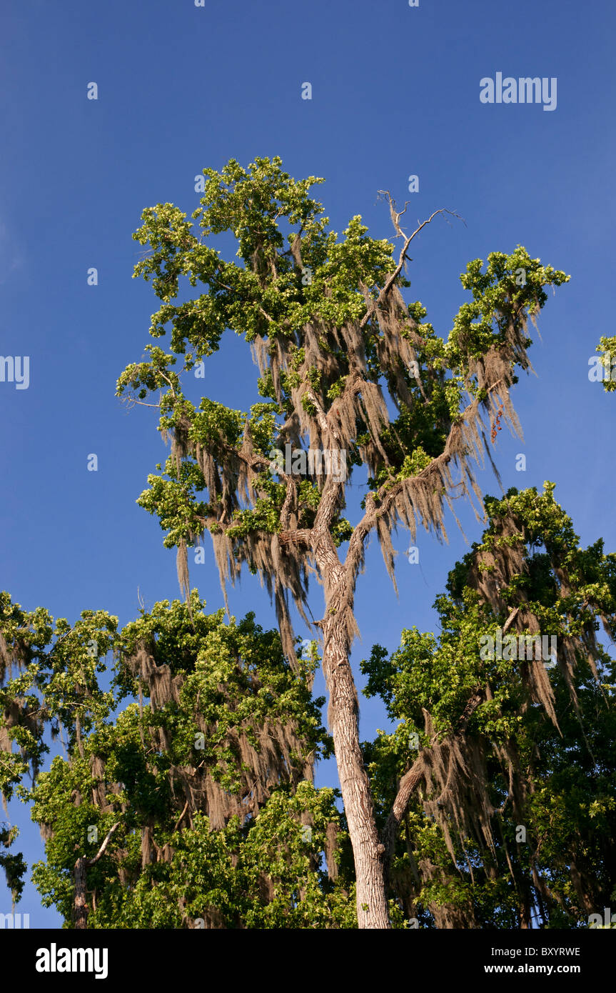 sweetgum trees draped with Spanish Moss at Kanapaha Gardens Gainesville ...