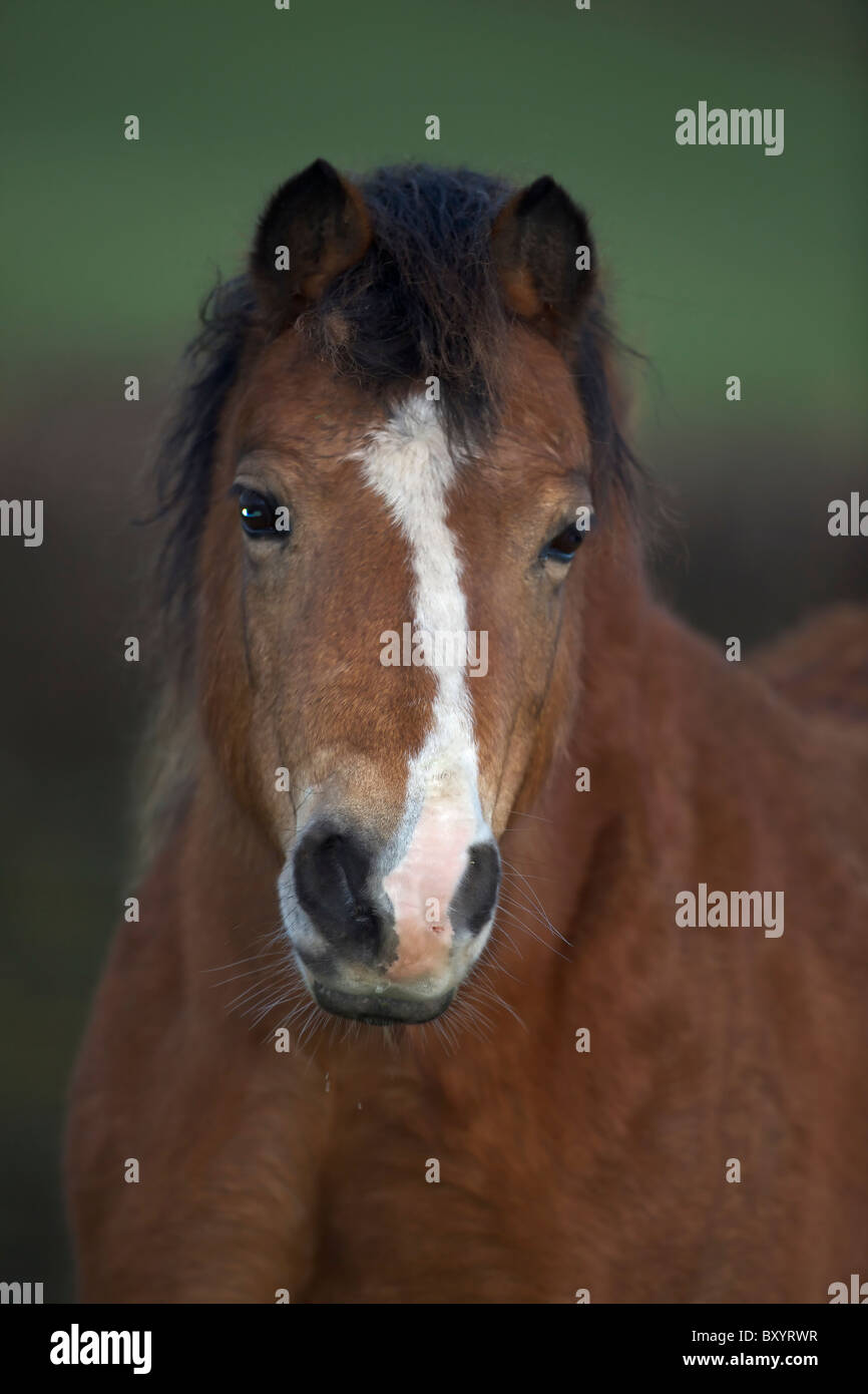 Welsch Mountain Pony - Descendant of the ancient Celtic mountain pony ...