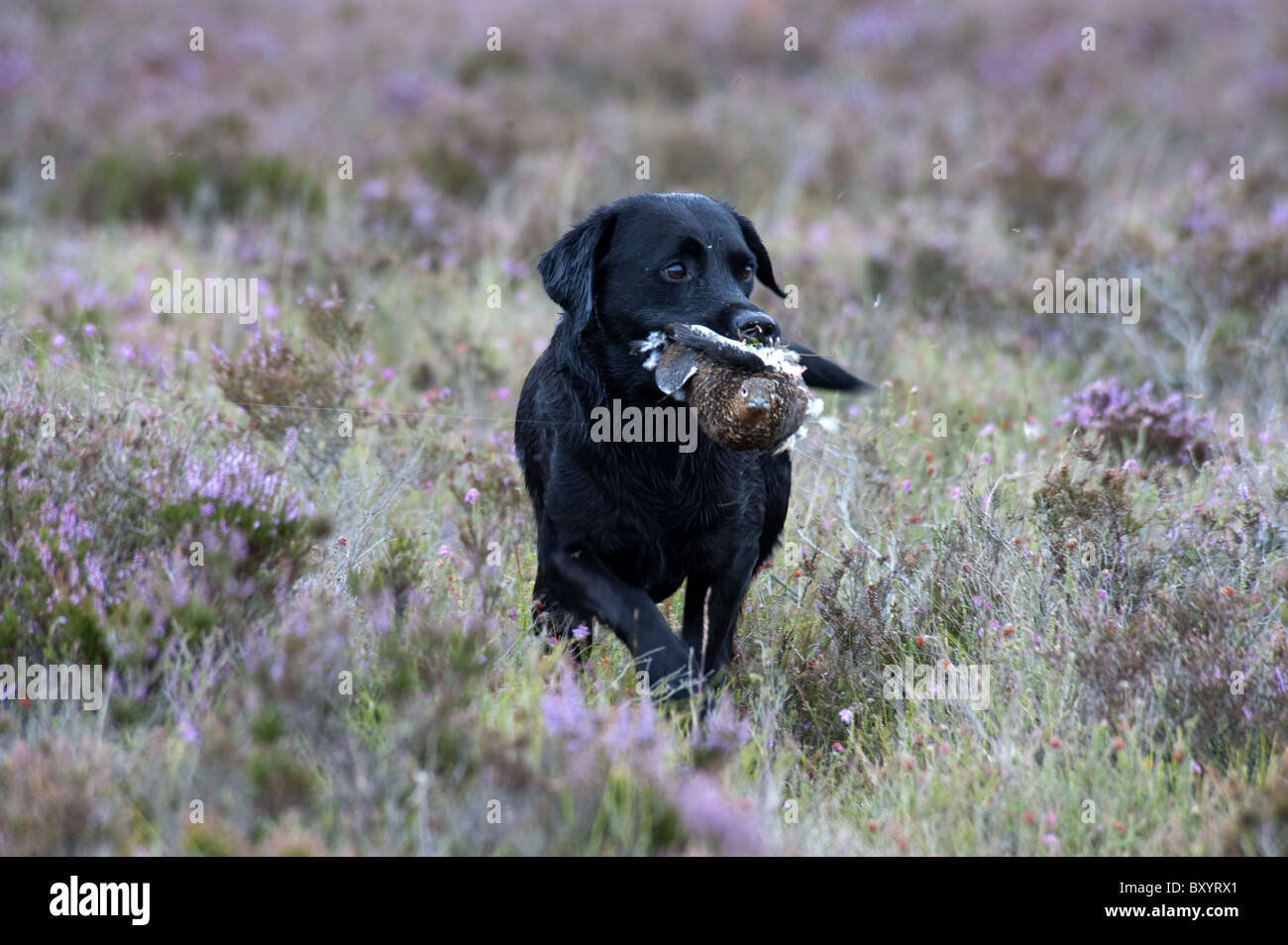 Labrador Retriever on a shoot day Stock Photo - Alamy