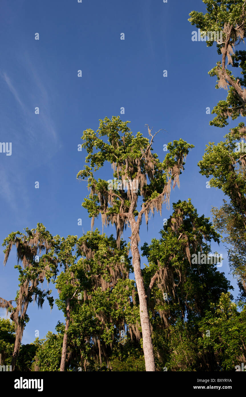 sweetgum trees draped with Spanish Moss at Kanapaha Gardens Gainesville ...