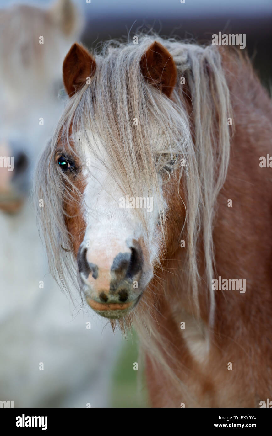 Ancient celtic pony hi-res stock photography and images - Alamy