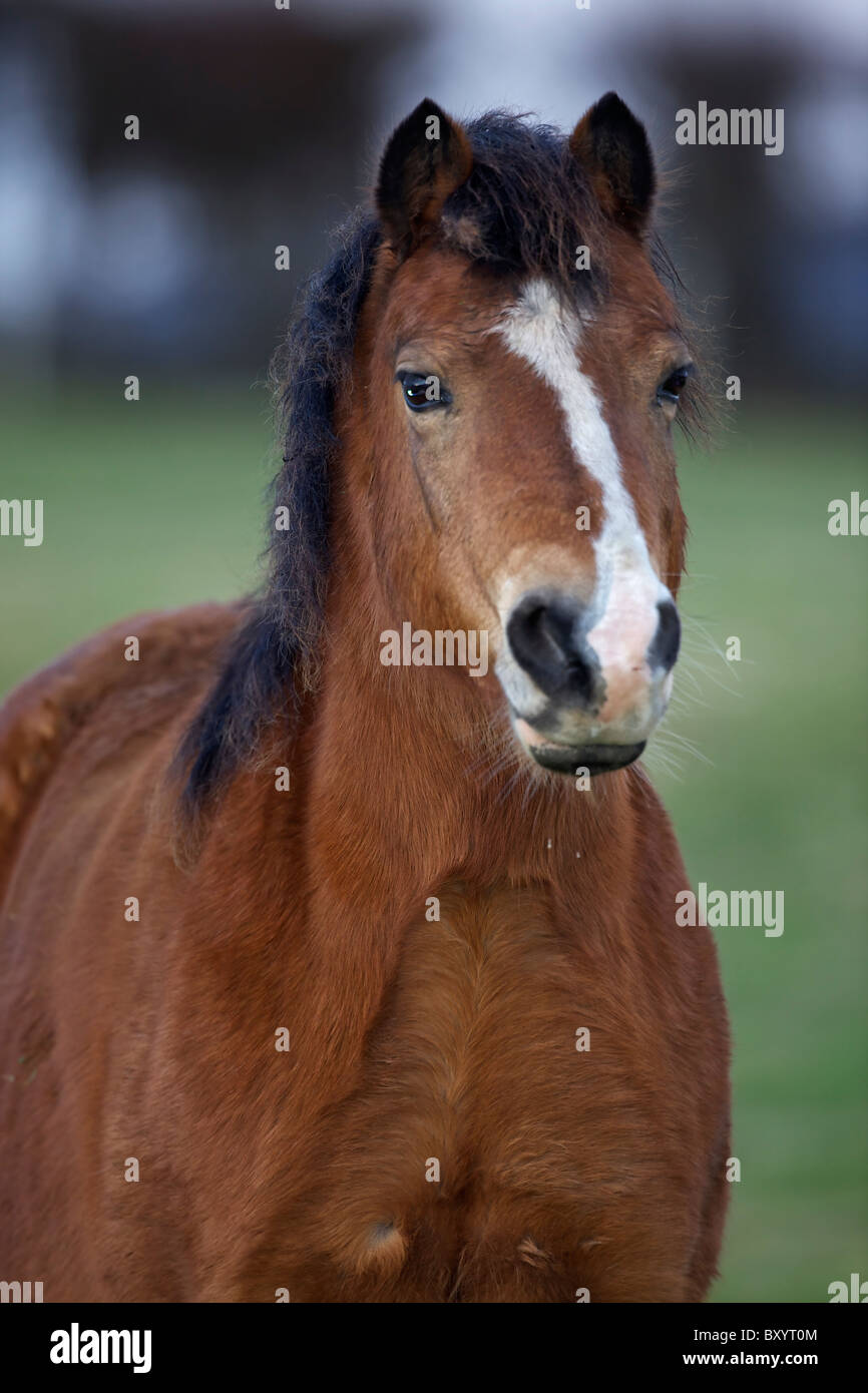 Celtic horses hi-res stock photography and images - Alamy