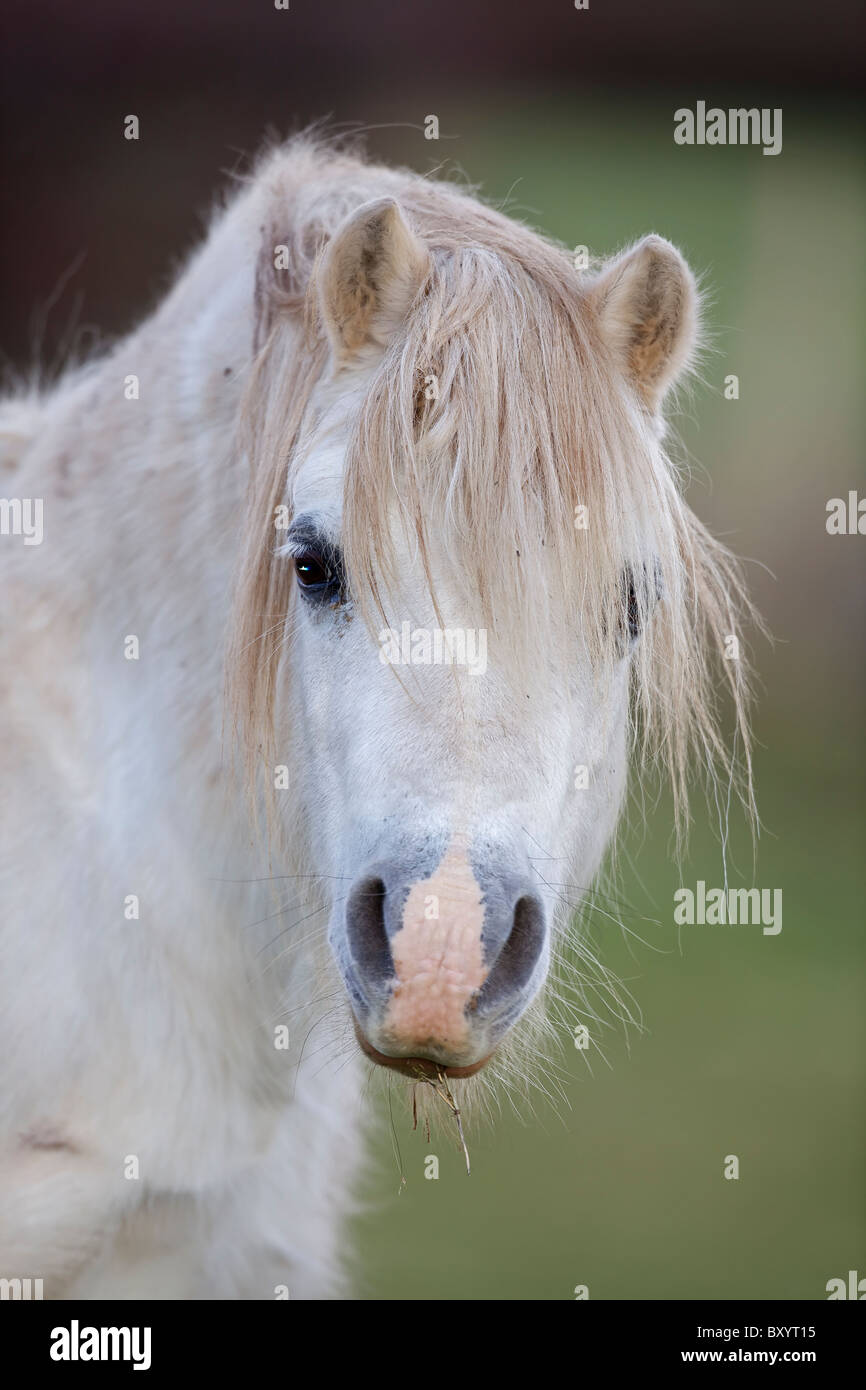 Ancient celtic pony hi-res stock photography and images - Alamy