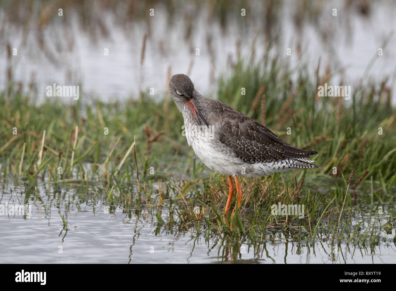 Common Redshank, tringa totanus, preening, using mandibles to comb ...