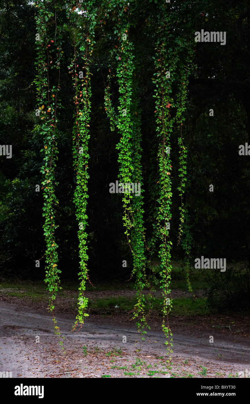 Hanging green vines hi-res stock photography and images - Alamy