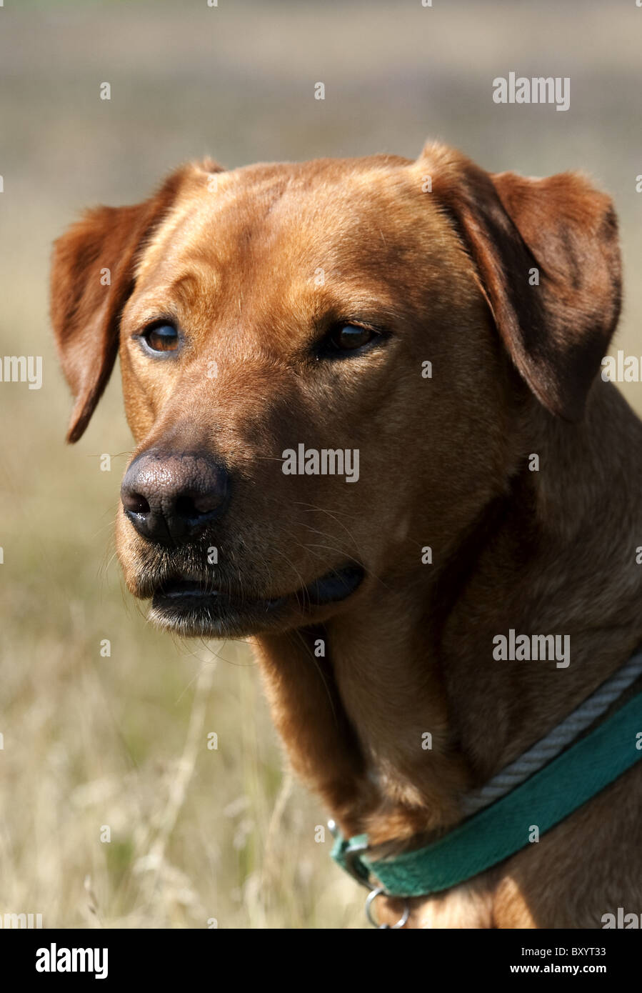 Labrador Retriever on a shoot Stock Photo - Alamy