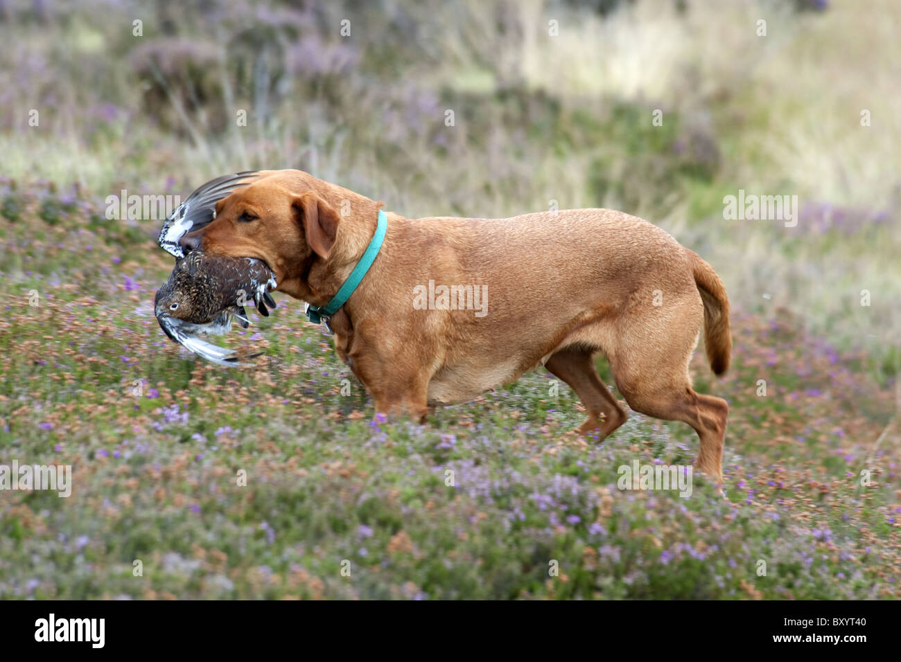 Labrador Retriever on a shoot Stock Photo - Alamy