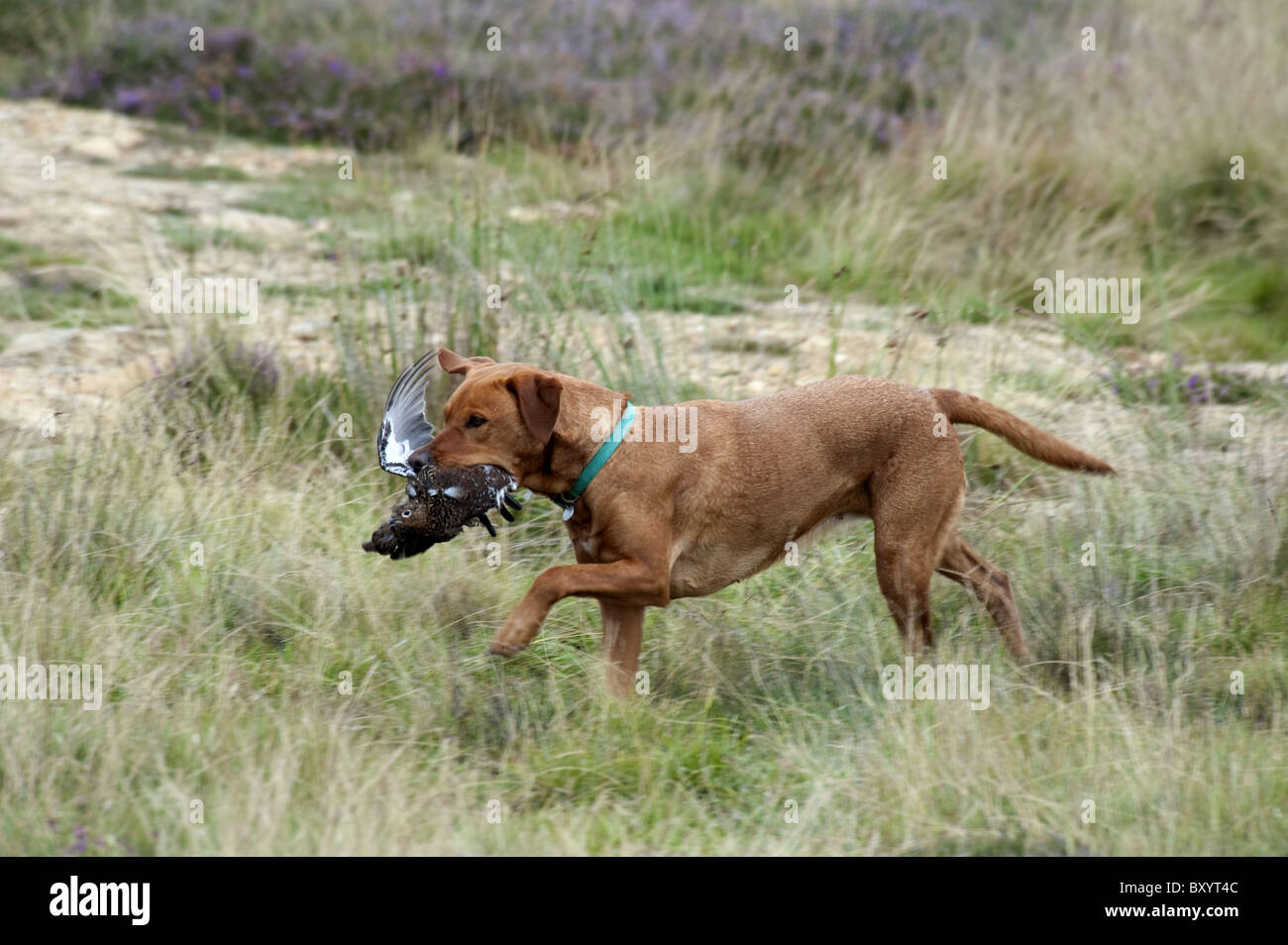 Labrador carrying game hi-res stock photography and images - Alamy