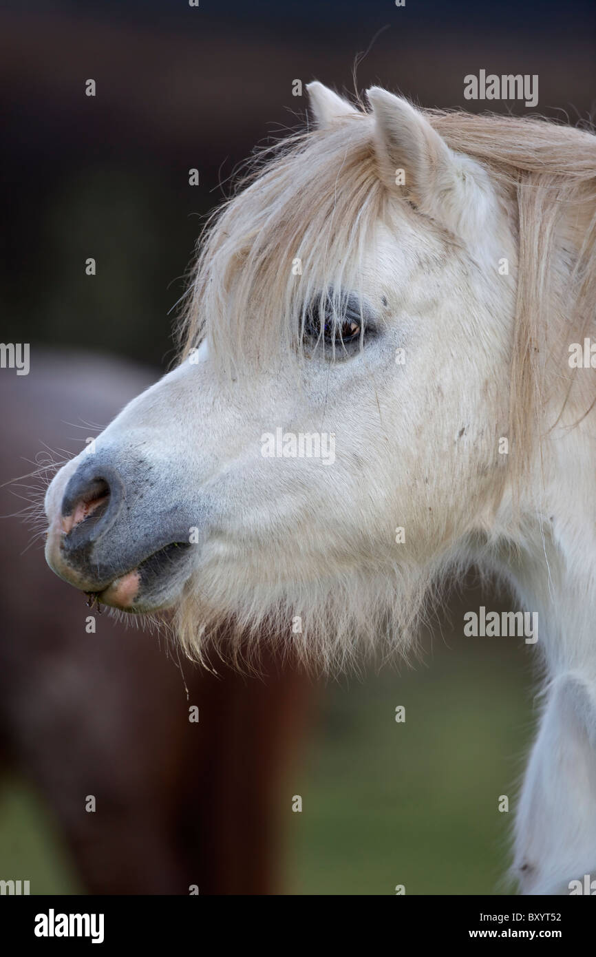 Welsh Mountain Pony - Descendant of the ancient Celtic mountain pony ...