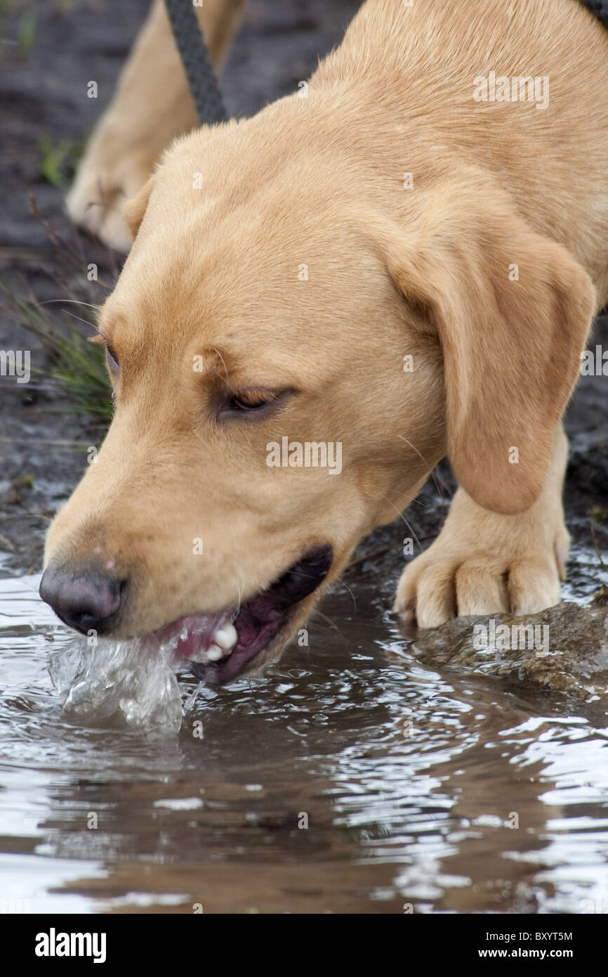 Labrador Retriever on a shoot Stock Photo - Alamy