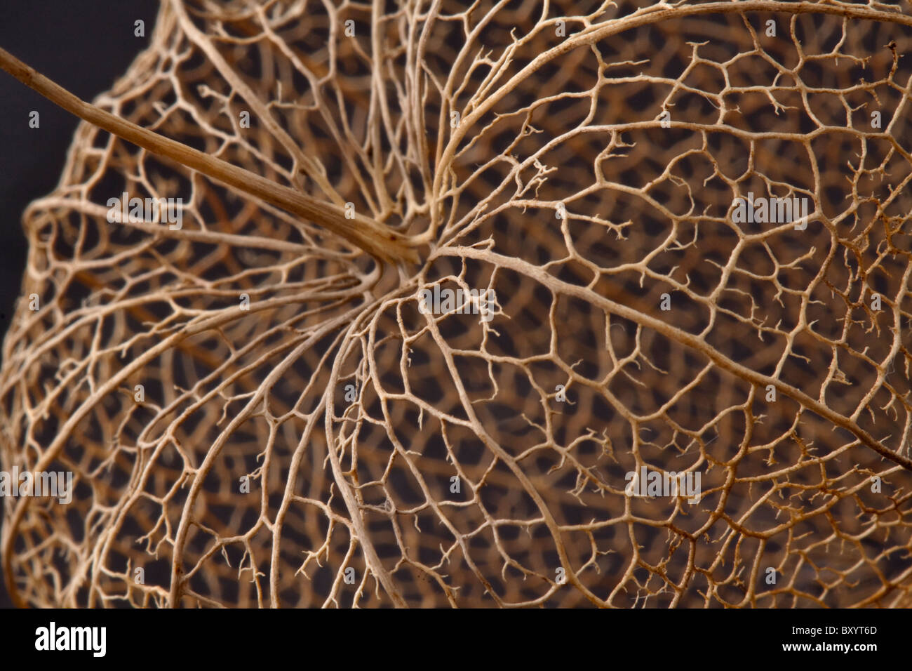 Skeleton flower hi-res stock photography and images - Alamy