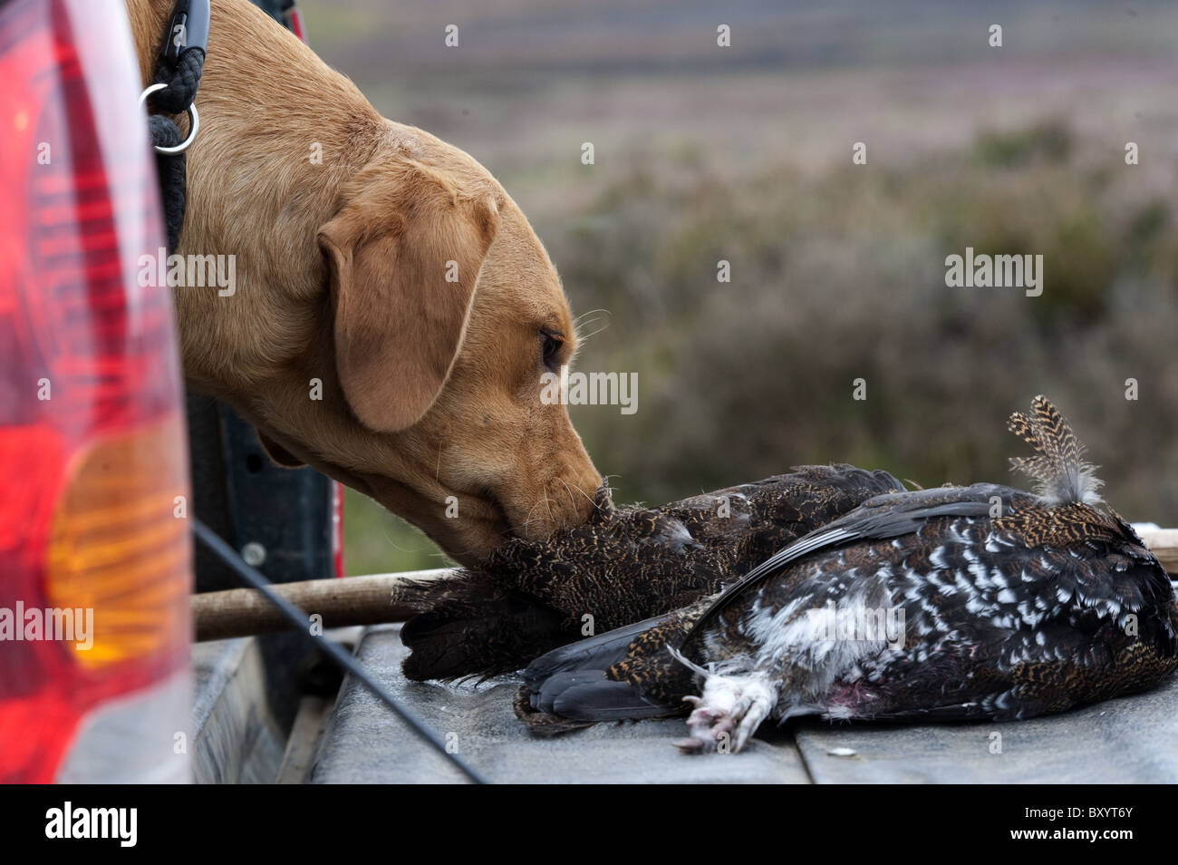 Labrador Retriever on a shoot Stock Photo - Alamy