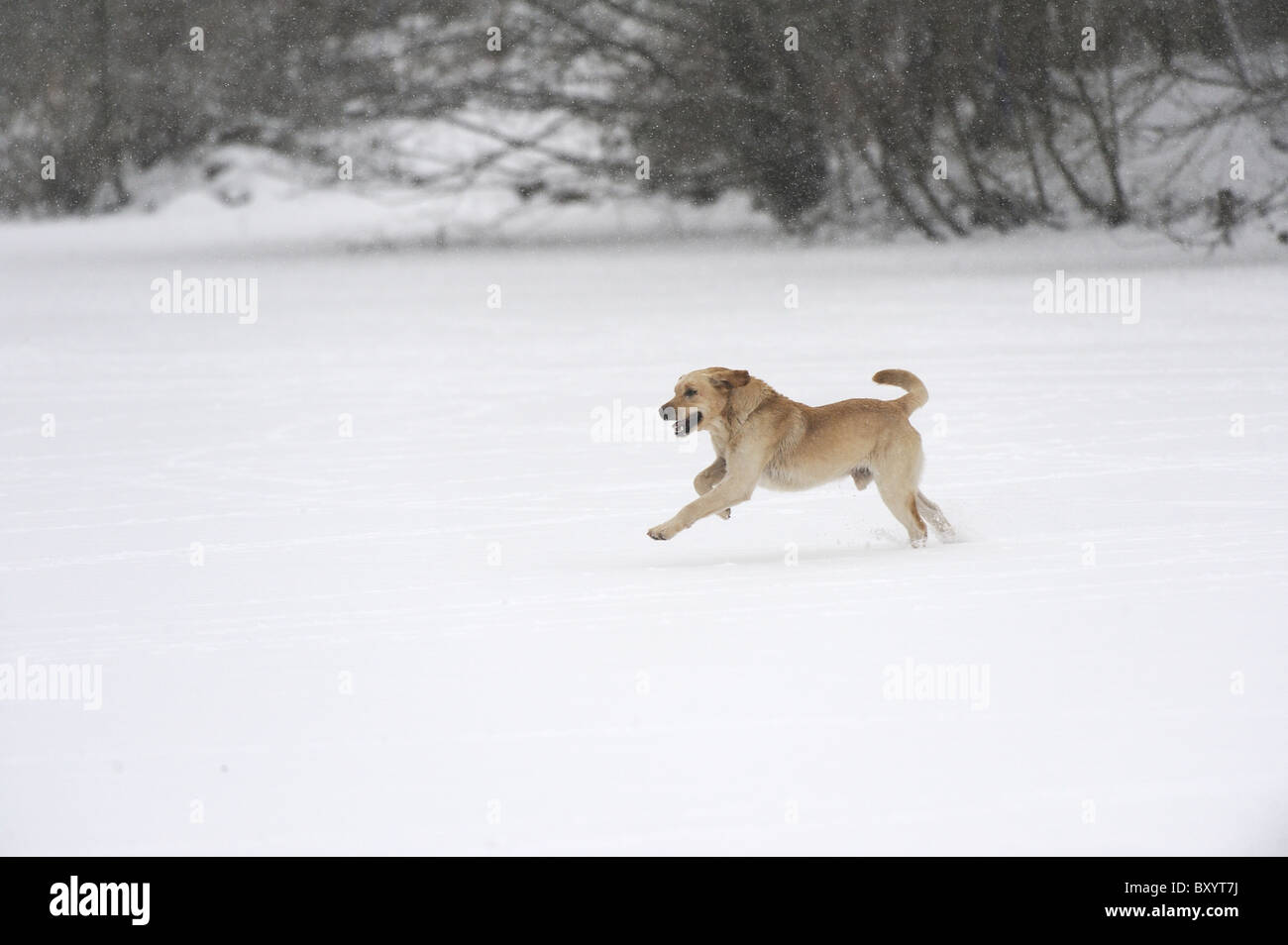 Labrador Retriever on a shoot Stock Photo - Alamy