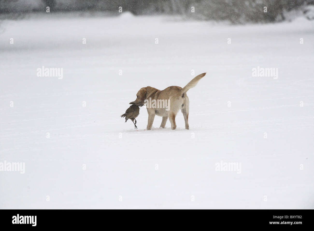 Labrador Retriever on a shoot Stock Photo - Alamy