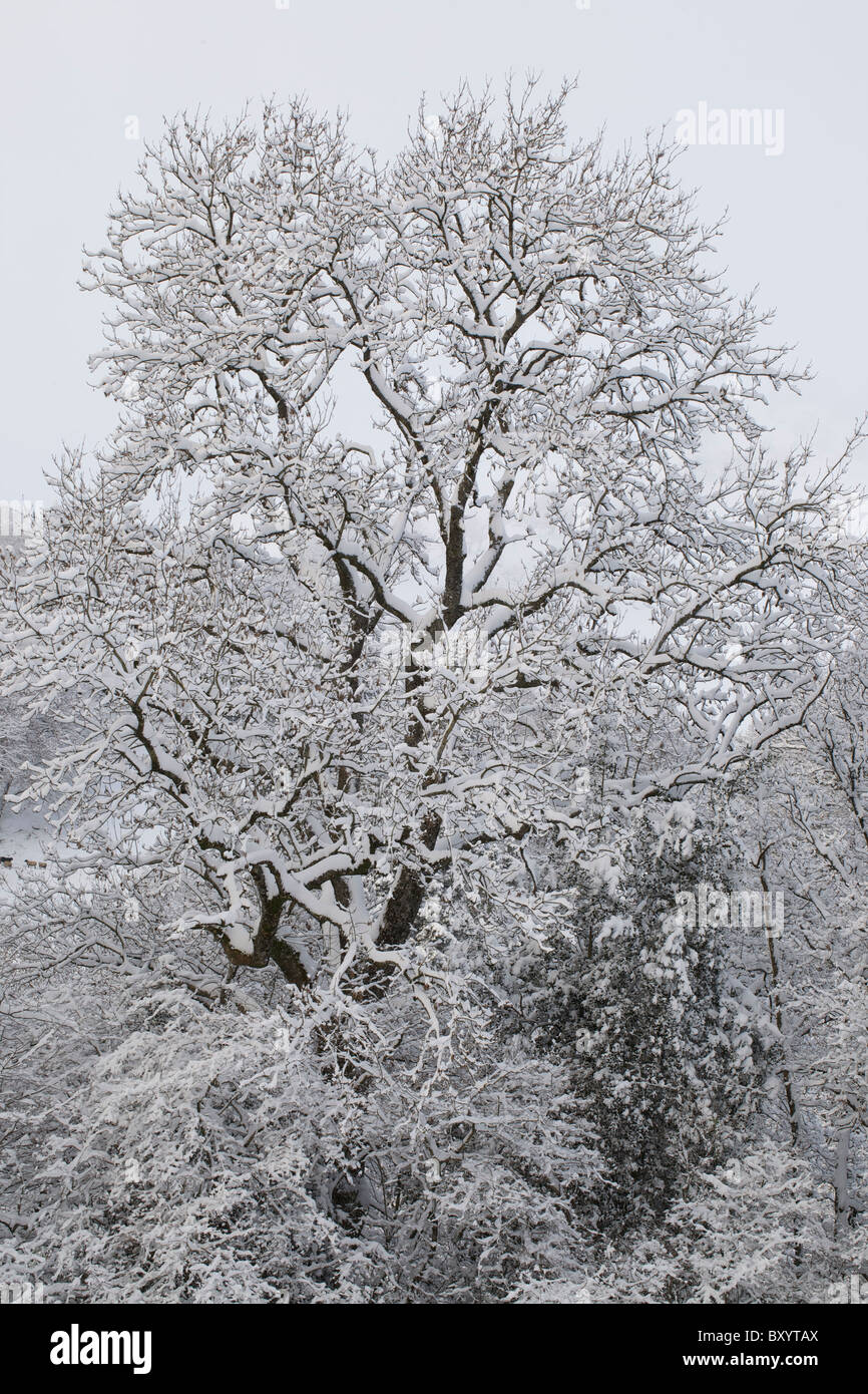 Hoarfrost on trees - United Kingdom Stock Photo - Alamy