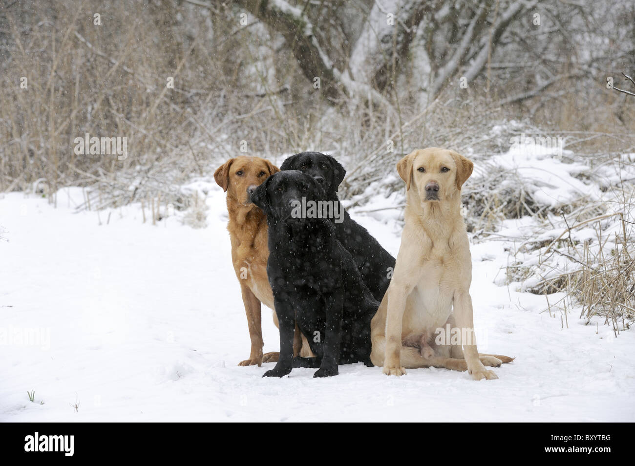 Labrador Retrievers on a shoot day in the snow Stock Photo - Alamy