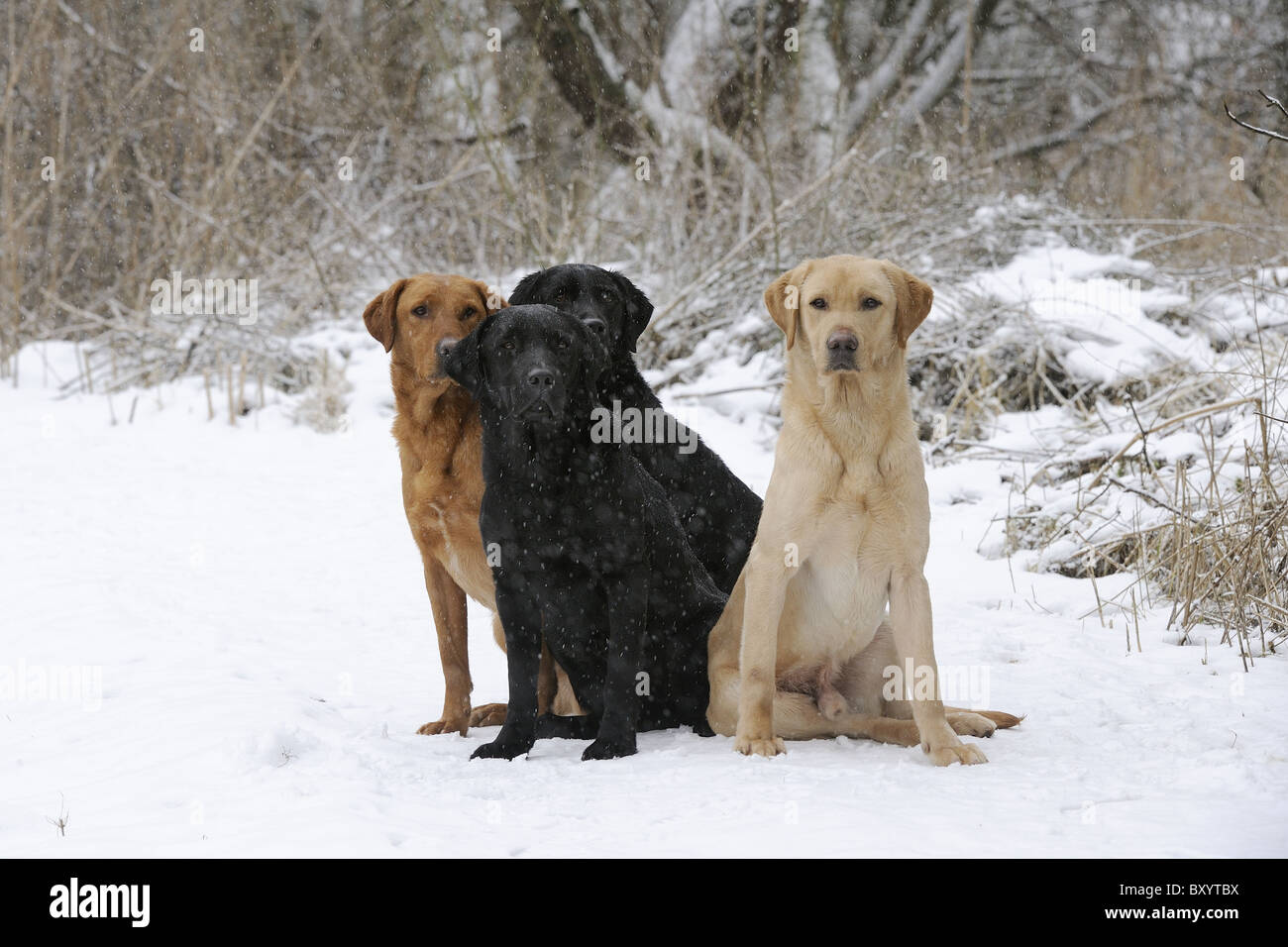 Labrador Retrievers on a shoot day in the snow Stock Photo - Alamy