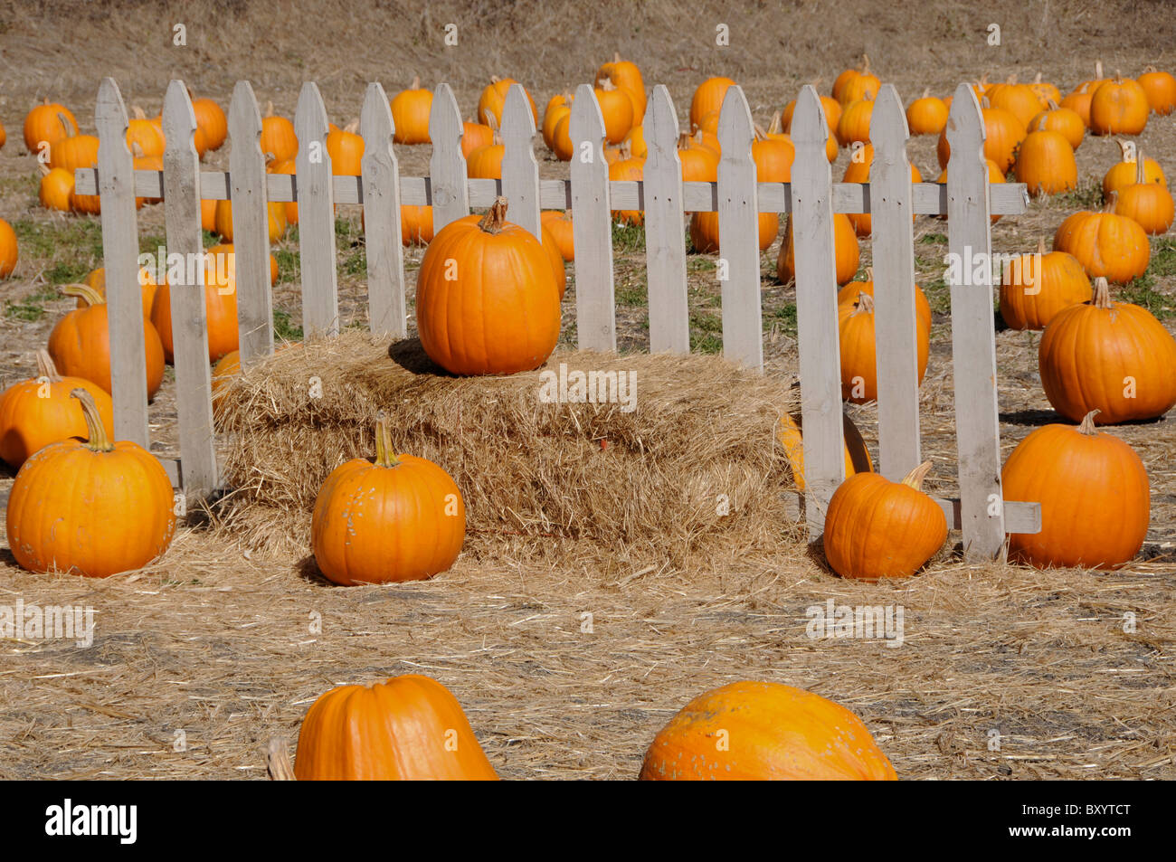 Field of Pumpkins Stock Photo - Alamy