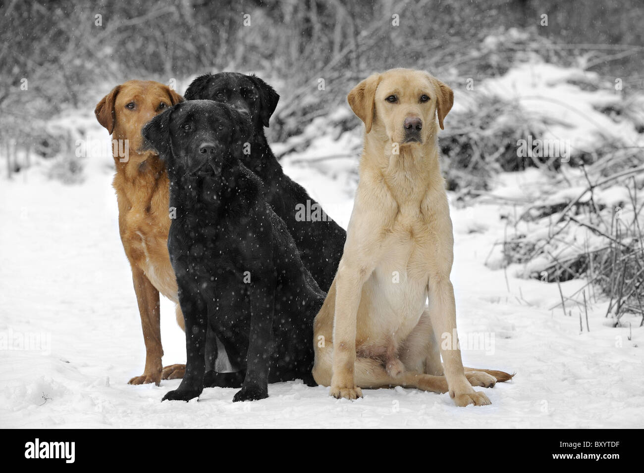 Labrador Retrievers on a shoot day in the snow Stock Photo - Alamy