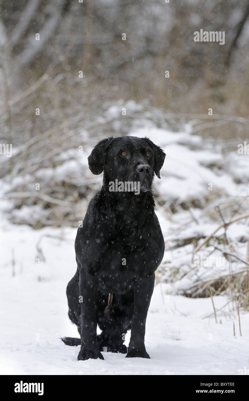 Labrador Retriever on a shoot day Stock Photo - Alamy