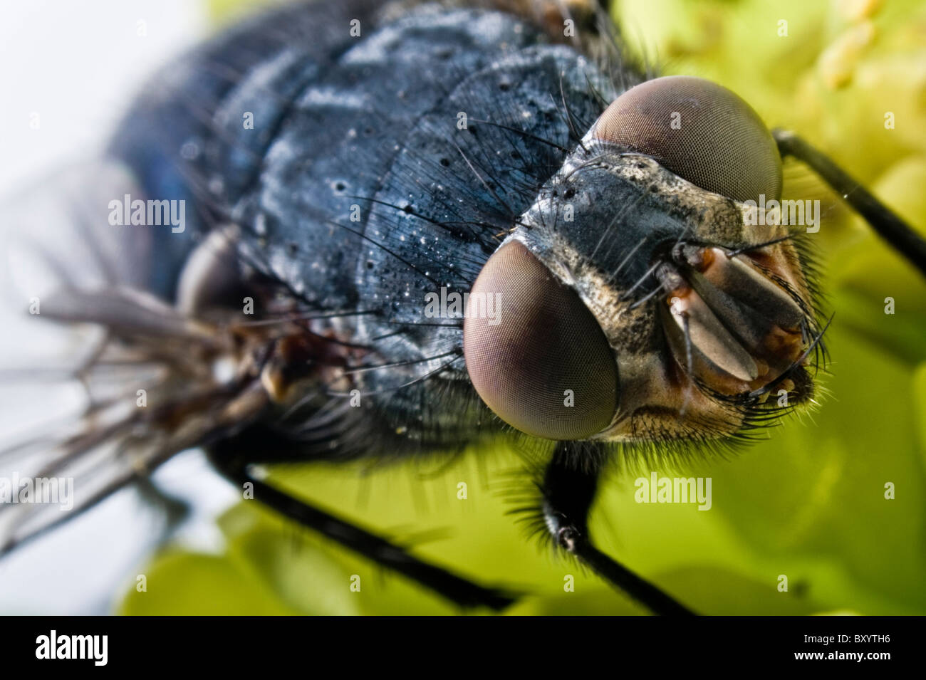 Fly head micro hi-res stock photography and images - Alamy