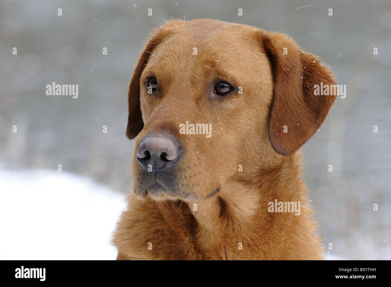 Fox red Labrador Retriever in snow on a shoot day Stock Photo - Alamy