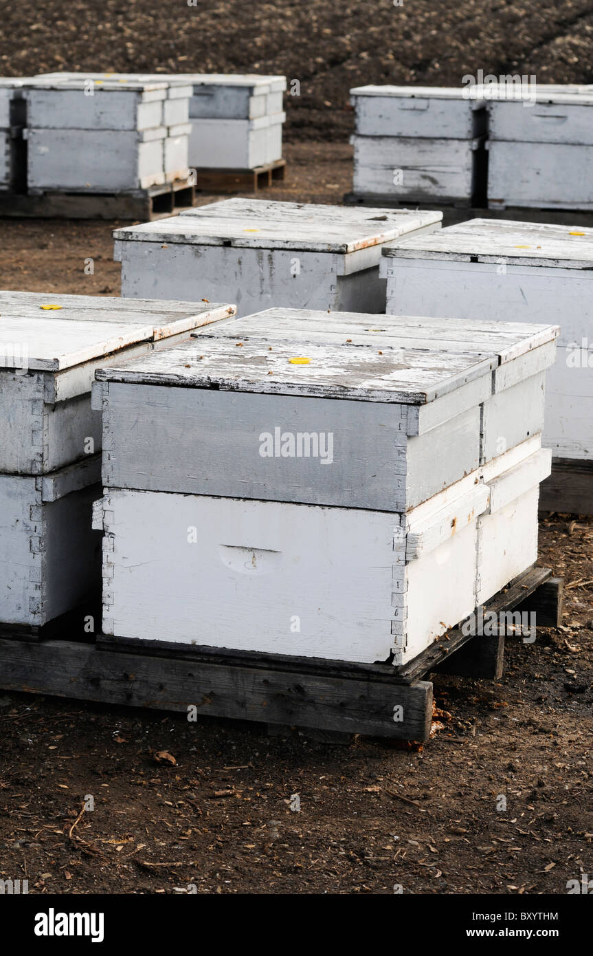 Bee Hives in Farm Field Stock Photo - Alamy