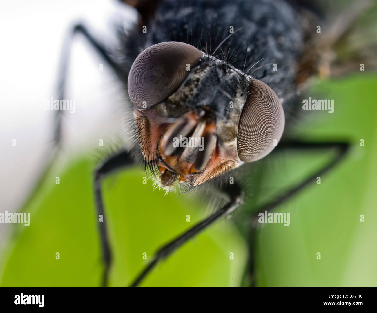 extrem close-up of a fly head Stock Photo - Alamy