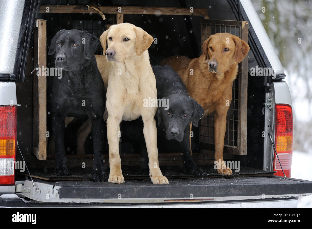 Labrador retriever in back vehicle hi-res stock photography and images ...