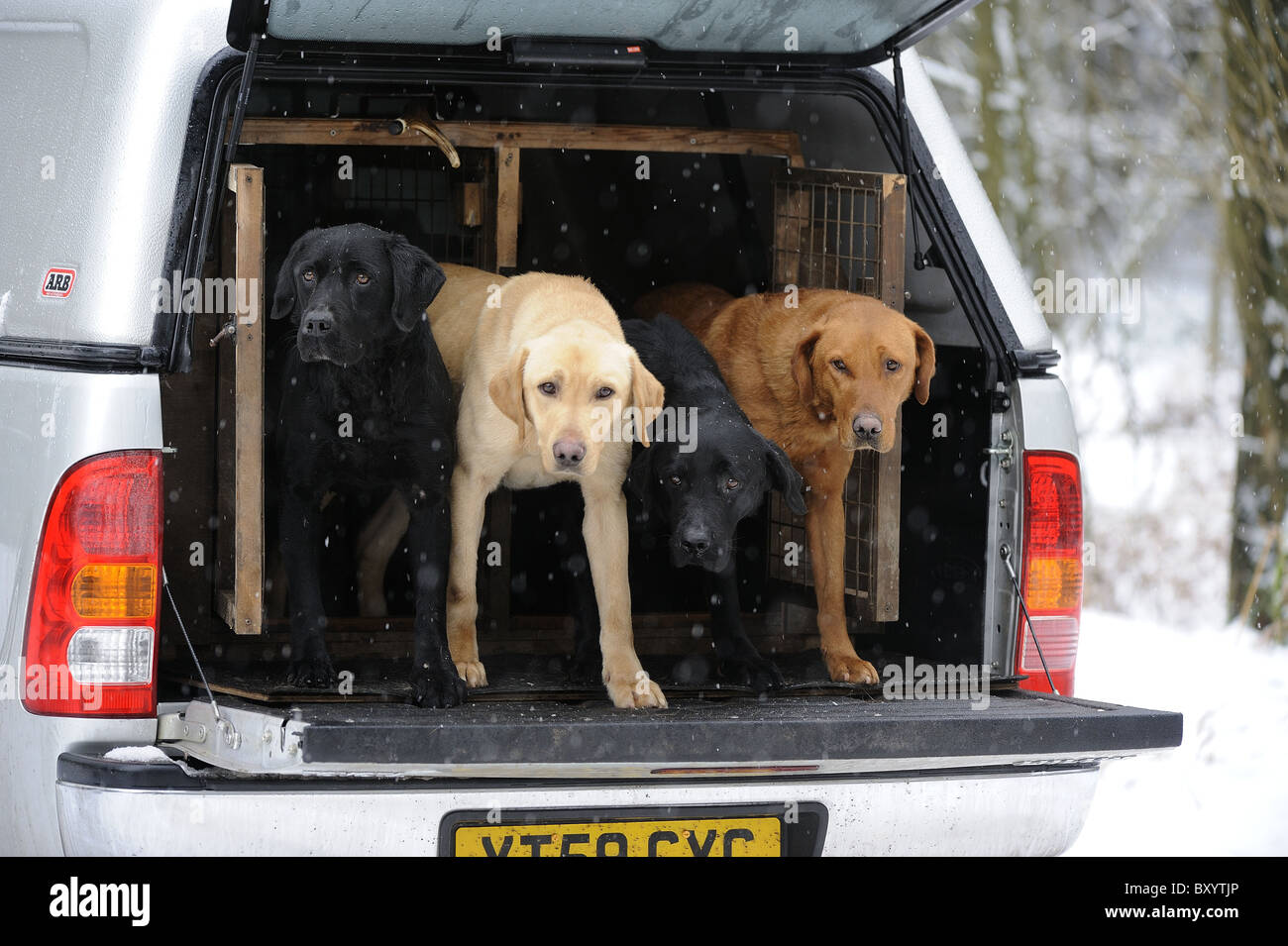 Labrador retriever in back vehicle hi-res stock photography and images ...
