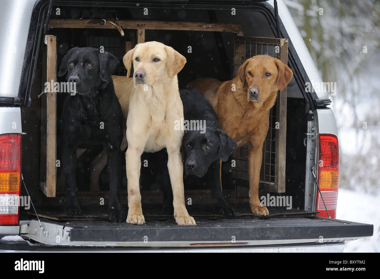 Labrador retriever in back vehicle hi-res stock photography and images ...