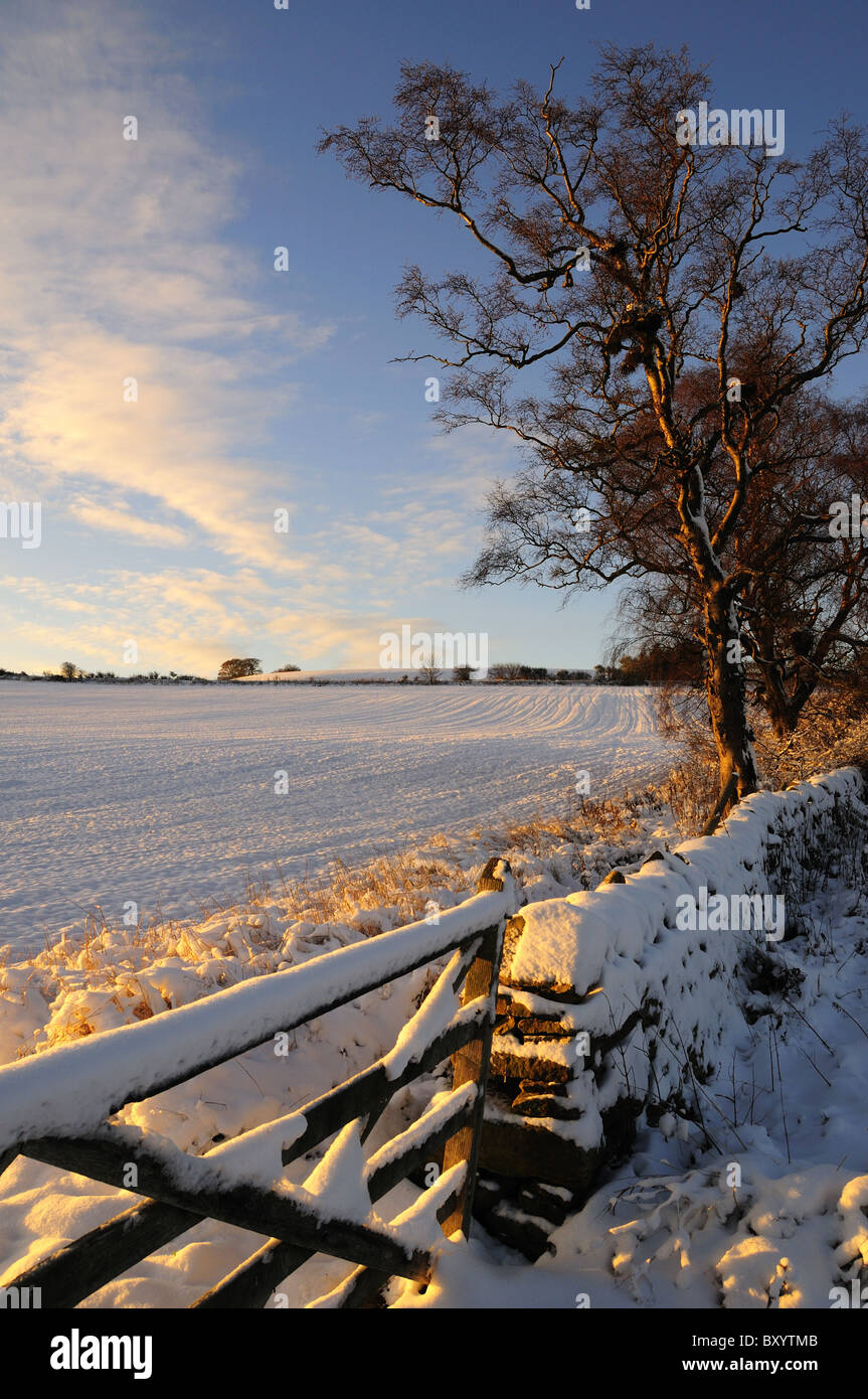 snow on a crisp december morning Stock Photo - Alamy