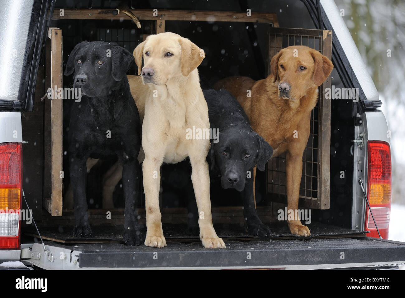 Labrador retriever in back vehicle hi-res stock photography and images ...