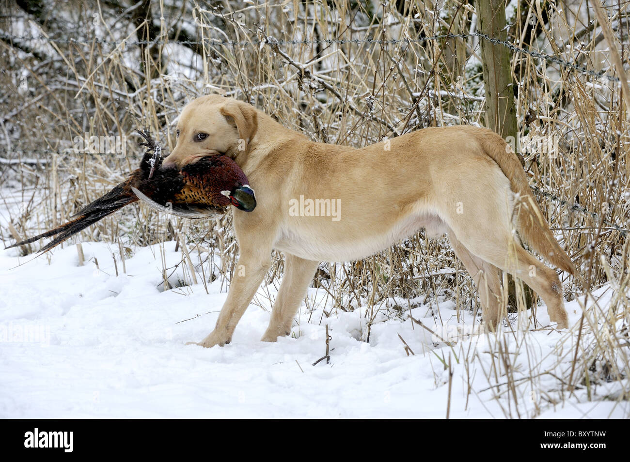 Blonde Labrador Retriever in snow on a shoot day Stock Photo - Alamy